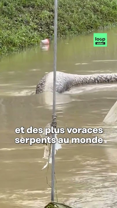 Un python géant de 6 mètres flotte sur une route inondée - YouTube