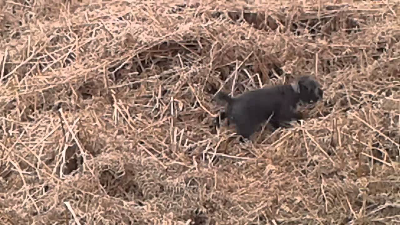 Scruff paterdale hunting rabbits - YouTube