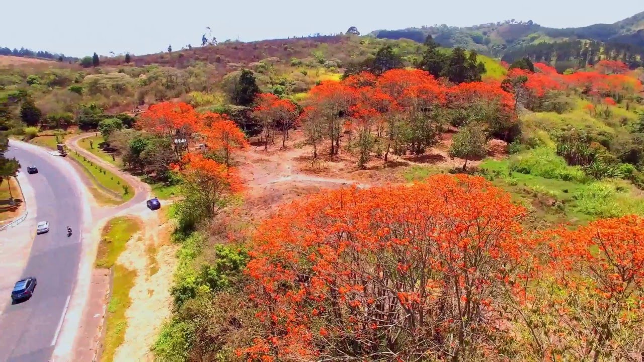 Porós Gigantes - Ochomogo, Costa Rica - YouTube