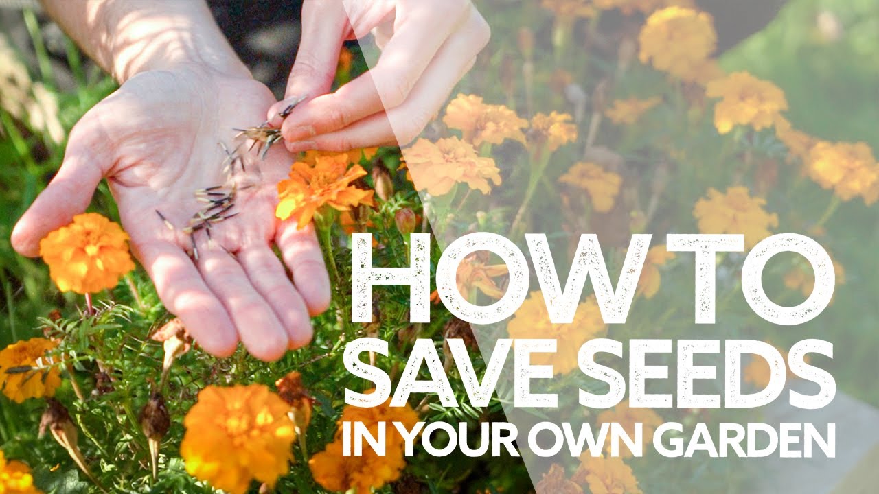 How to Save and Store Seeds in your Garden | Seed Saving for Beginners ...