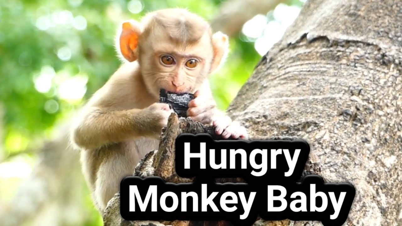 Hungry Monkey Baby Eating Shrompo on Tree || Poor Monkey Baby ...