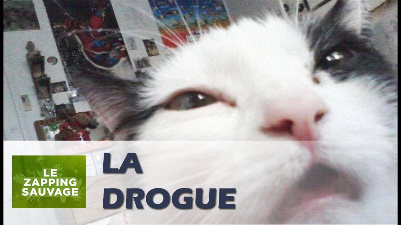 Les effets de l'herbe aux chats (cataire) - ZAPPING SAUVAGE 64 - YouTube