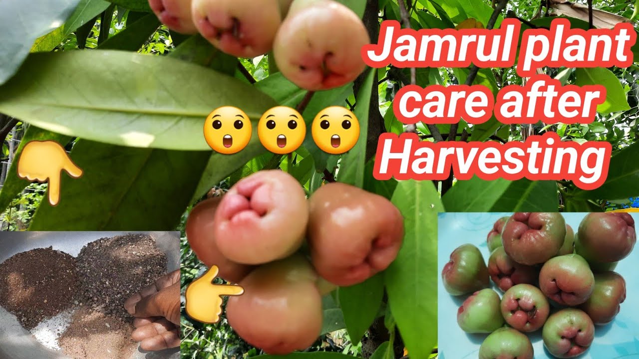 Jamrul plant care after harvesting // Fertilzers for Jamrul plant ...