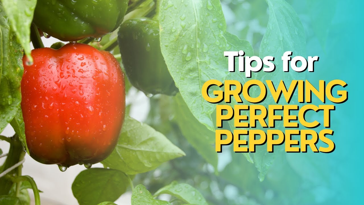 Tips for Growing Perfect Peppers - YouTube