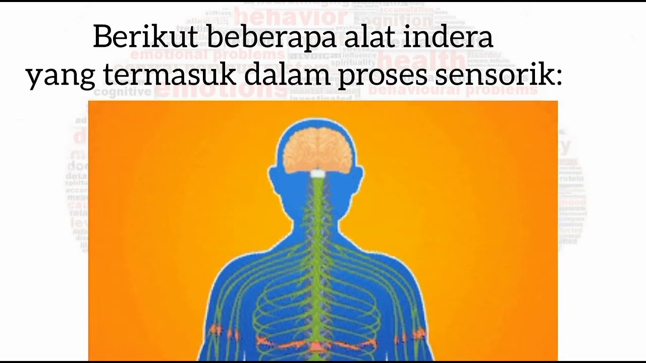 Proses Sensorik dan Motorik dalam Psikologi sehingga Terjadi Respons ...