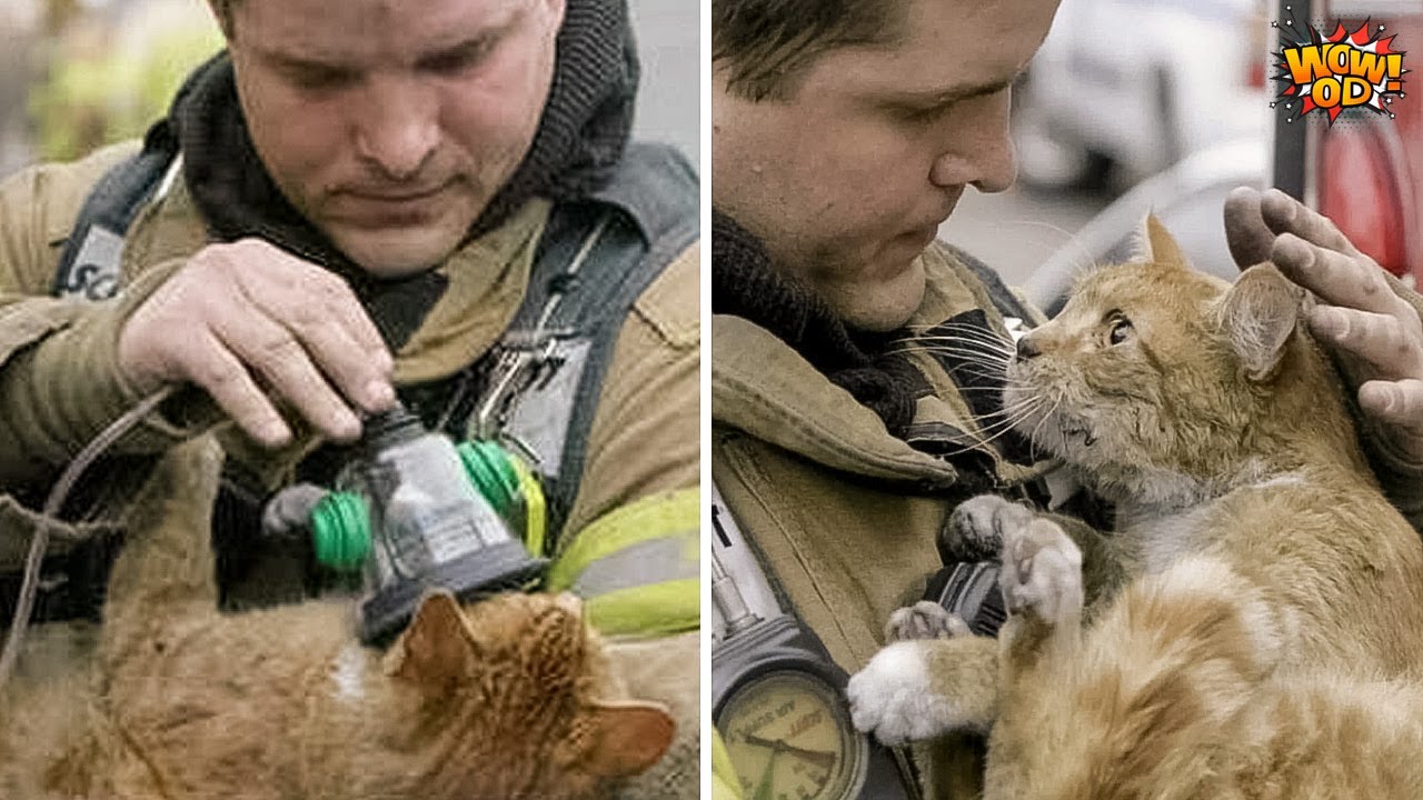 30 Times Humans Rescued Animals And Got Thanked In The Cutest Way ...