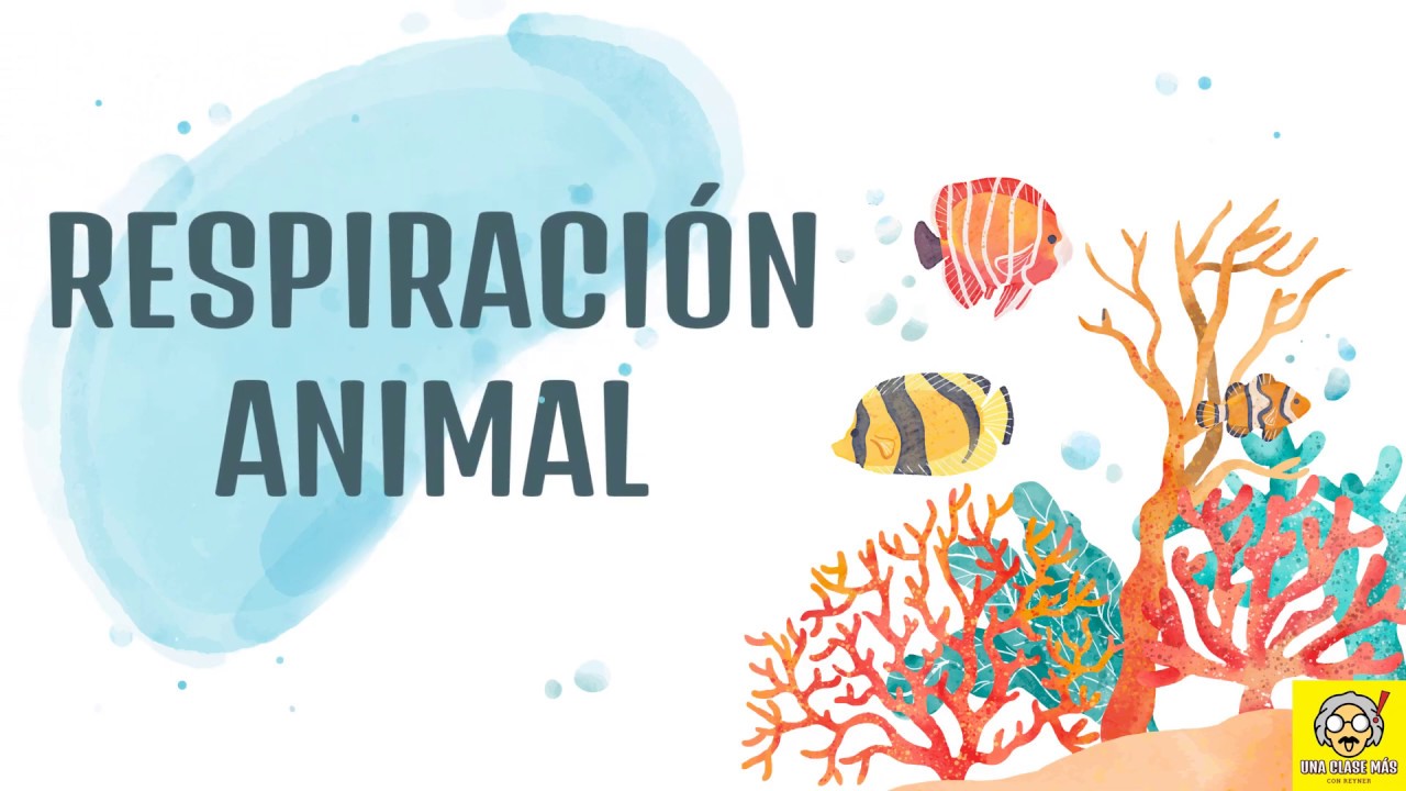 Respiración animal - YouTube