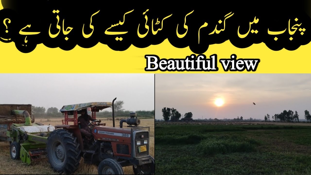 gandum ki katai ka tarika |wheat farming in pakistan | - YouTube