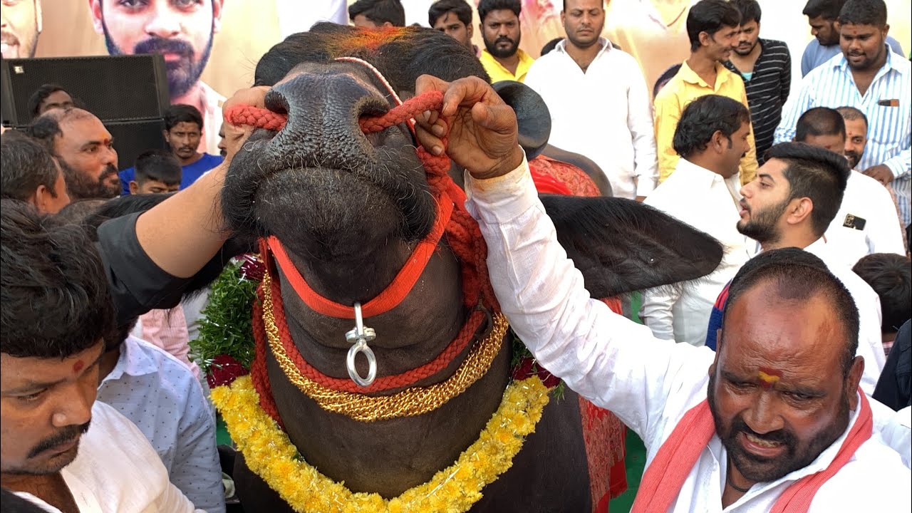 India's biggest Bahubali Bull | Sadar festival in Hyderabad | Bahubali ...