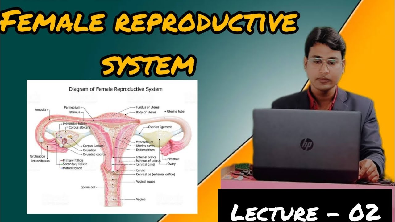 #Female reproductive system Lecture-2 || By Rashid Sir - YouTube