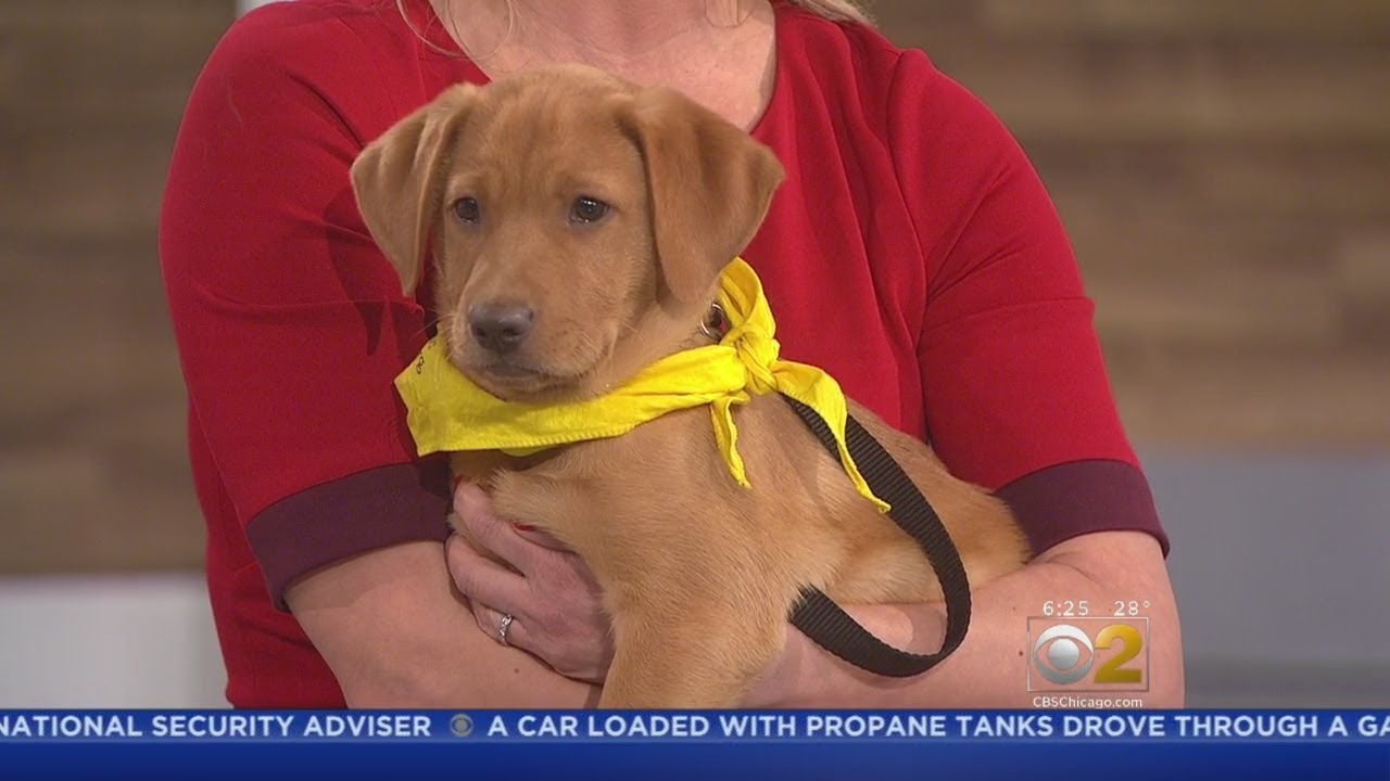 PAWS Pet Of The Week: Alexander - YouTube