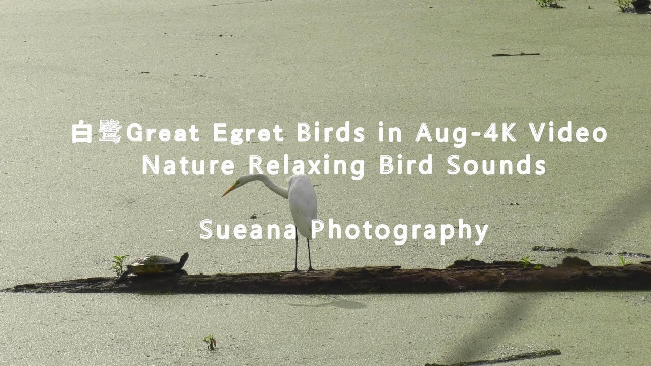 白鹭Great Egret Birds in Aug -4K Video-Nature Relaxing Bird Sounds - YouTube