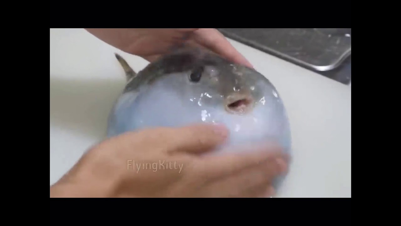 Slapping pufferfish - YouTube