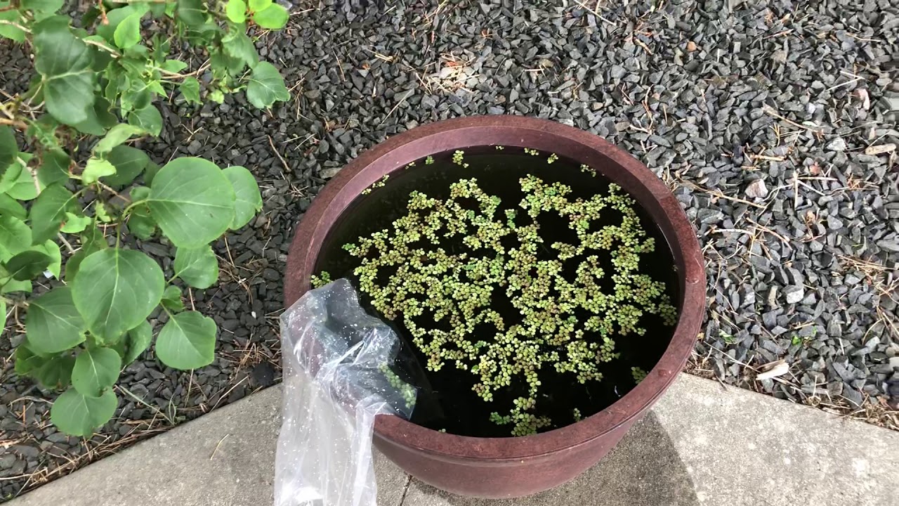 First small summer pond experiment - YouTube