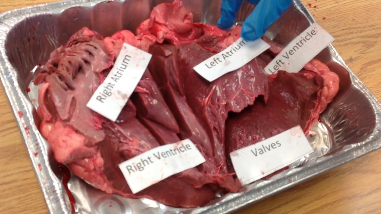 Gr 8 Heart Dissection Lab - YouTube