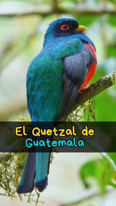 🦜 Explorando la Leyenda del Quetzal: Un Viaje Místico 🌿🌄 - YouTube