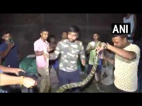 Darjeeling: Forest officials of Dabgram Range rescued a 9-foot-long ...