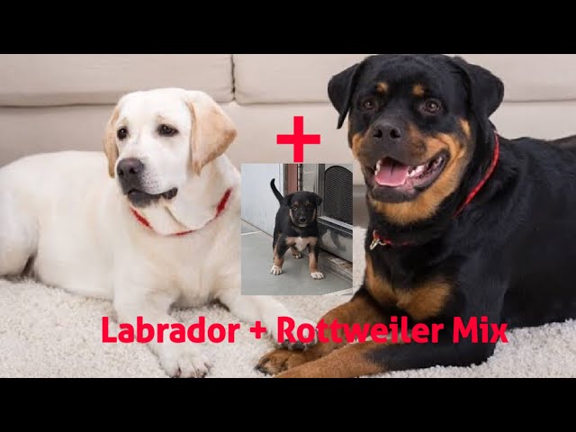 Rottweiler Yellow Lab Mix