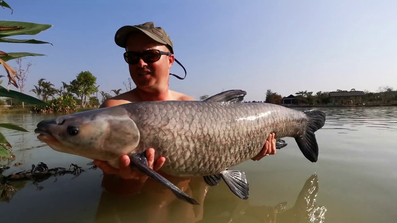 Chinese Black Carp for John - Carp fishing holiday Thailand ...