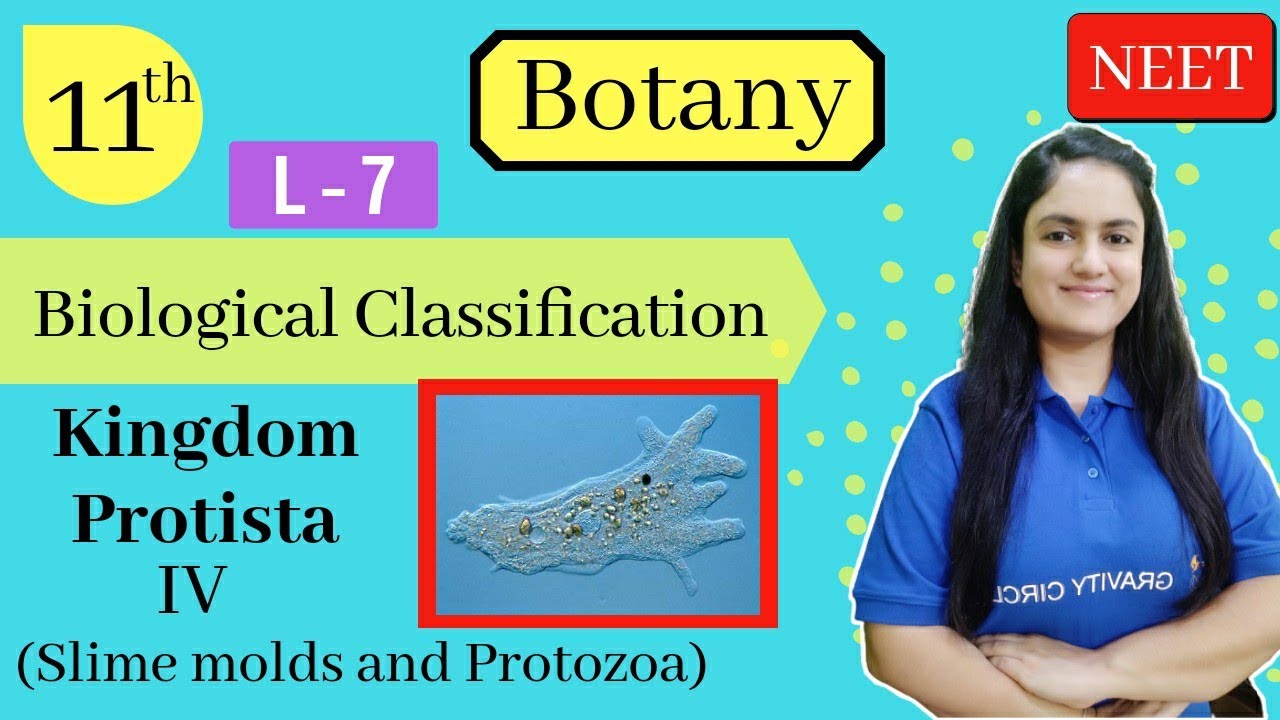 Biological Classification || Kingdom Protista - IV || Slime mold ...