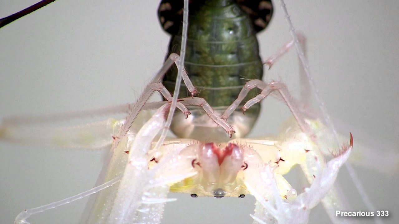 Tailless Whip Spider molt - UP CLOSE - YouTube