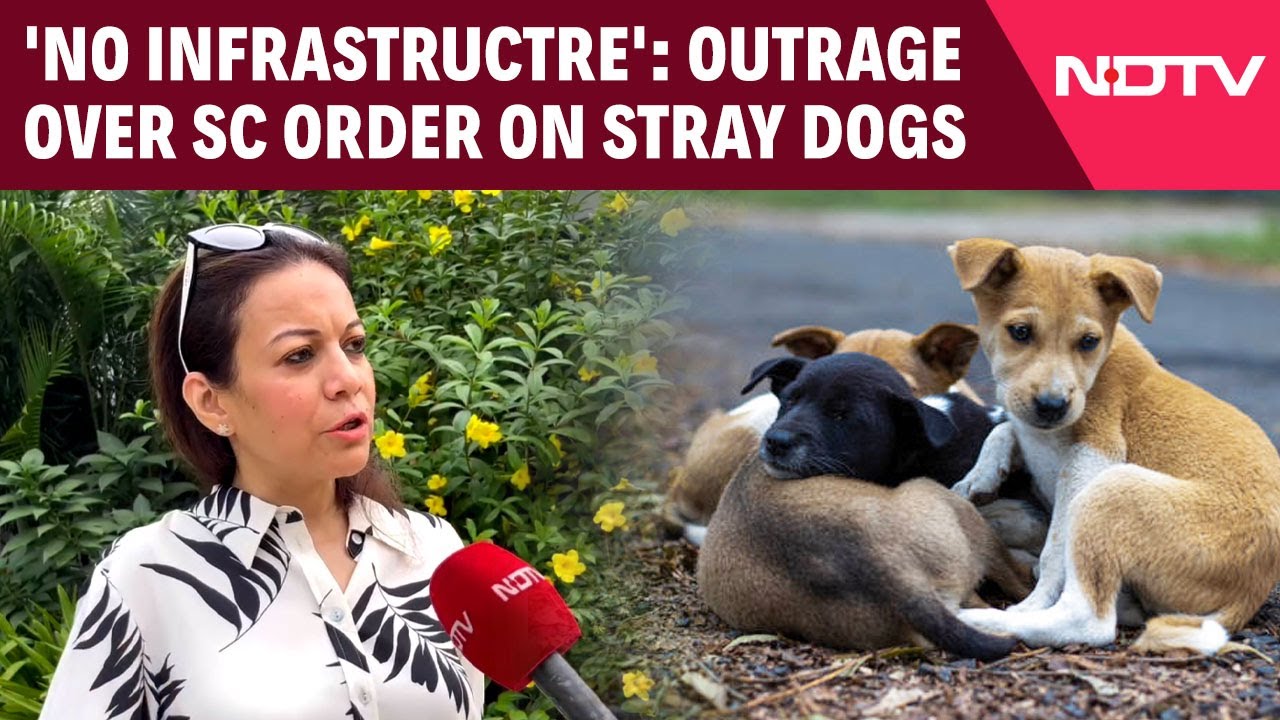 Delhi NCR Stray Dogs | Assam Foundation Founder On Stray Dog Order ...