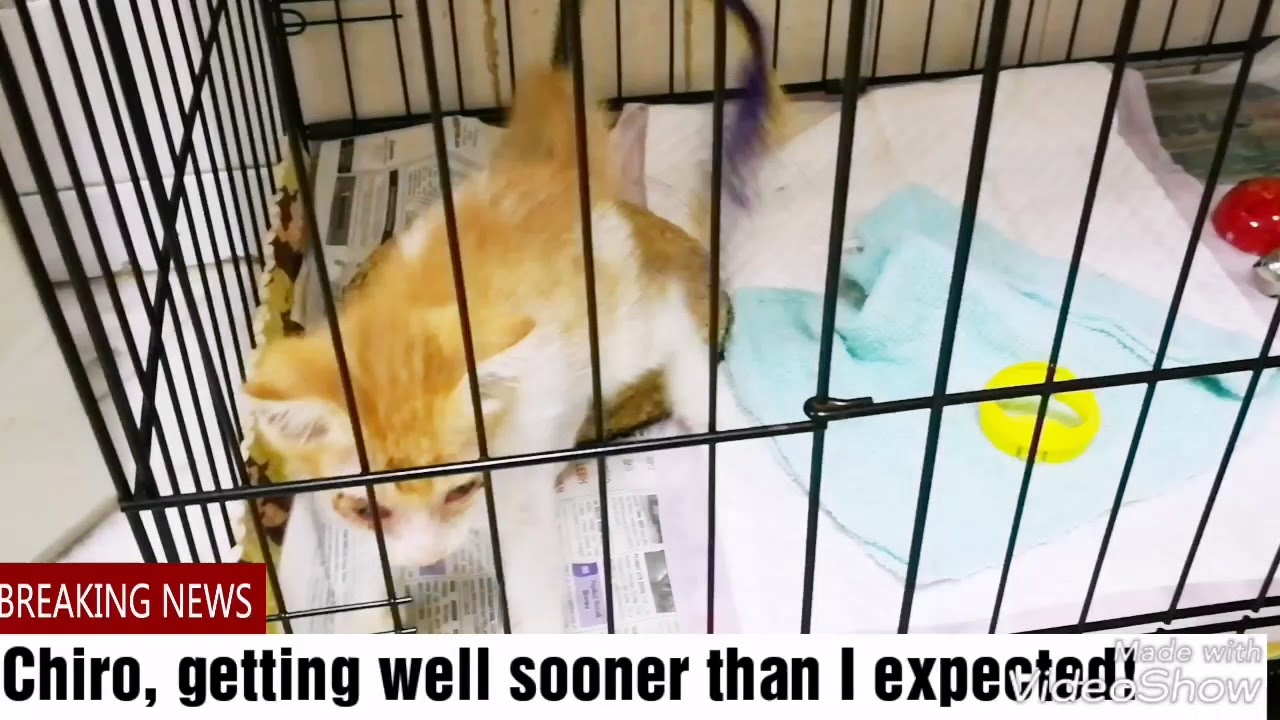 Chiro, the latest rescued Kitten! - YouTube