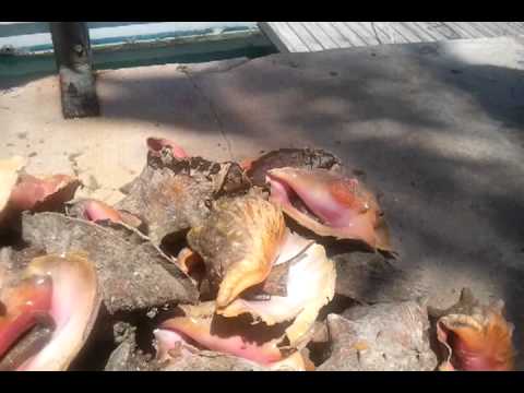 Big Daddys Conch Stand Nassau Bahamas - YouTube