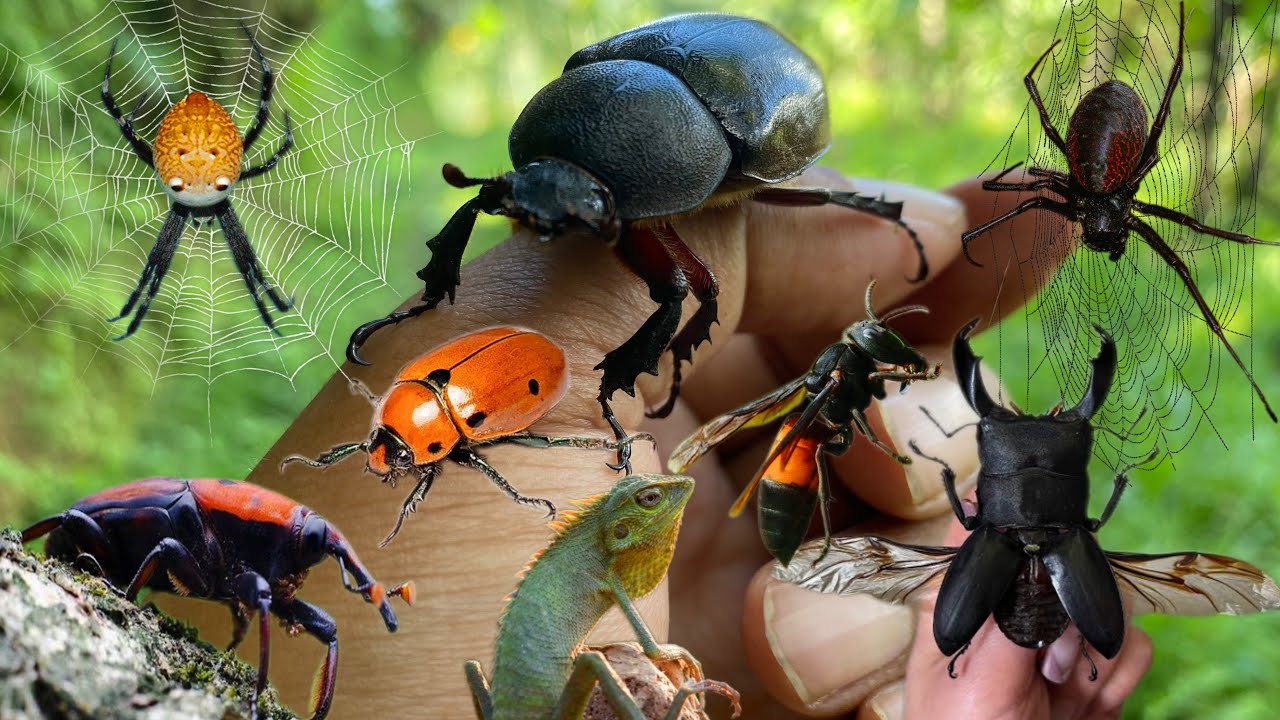 insect hunting adventure in the wild - YouTube