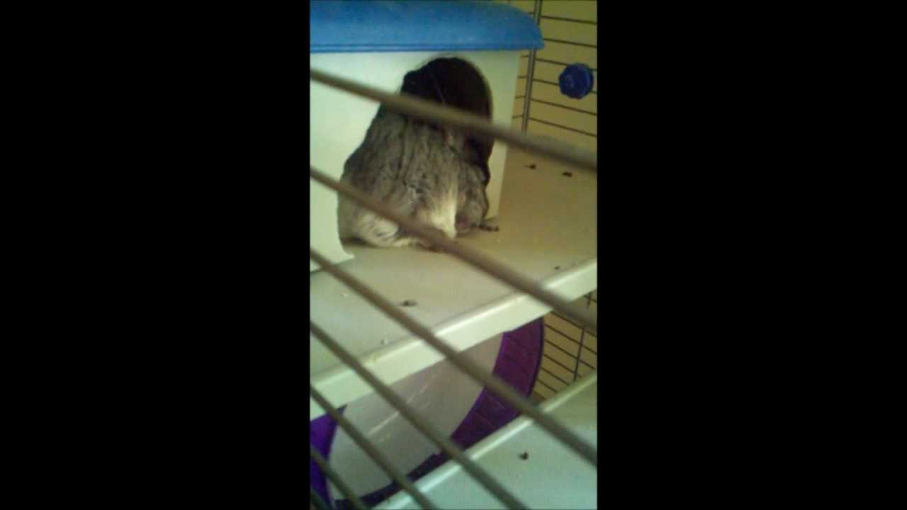 DEAD CHINCHILLA AWAKES! - YouTube