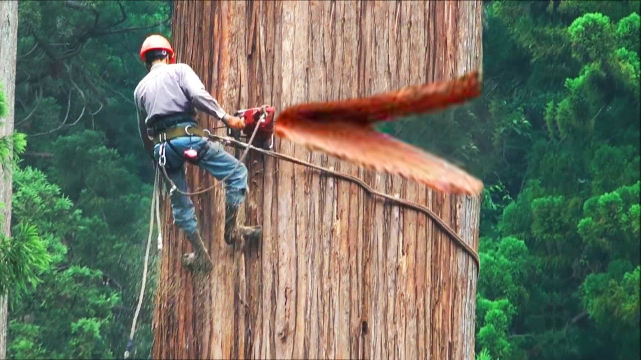 Dropping HUGE TREES next to a house! My Norwegian friend can’t believe ...