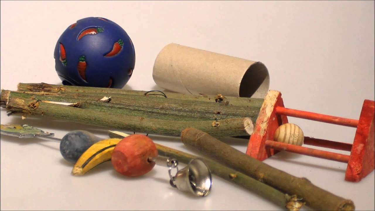 Mitä tarvitsee kun ostaa kanin? | Iinan Kanila - YouTube