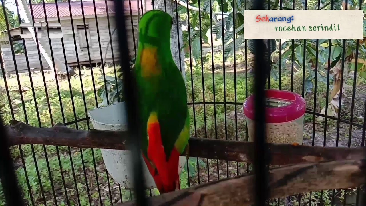 Serindit main singa plus panggilan gacor kombinasi gaya kobra/cobra ...