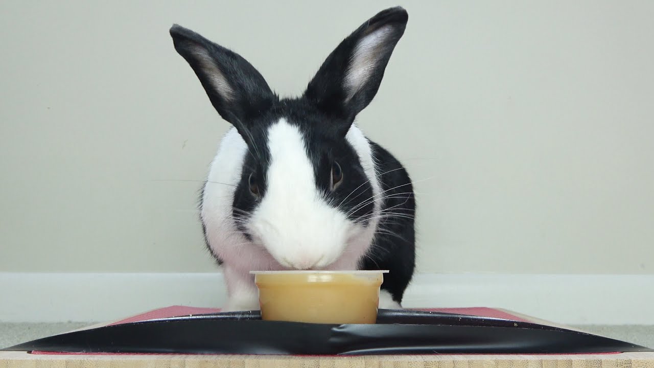 Rabbit eating apple sauce - YouTube