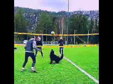A cute dog playing volleyball😍😍lovely...👍 - YouTube