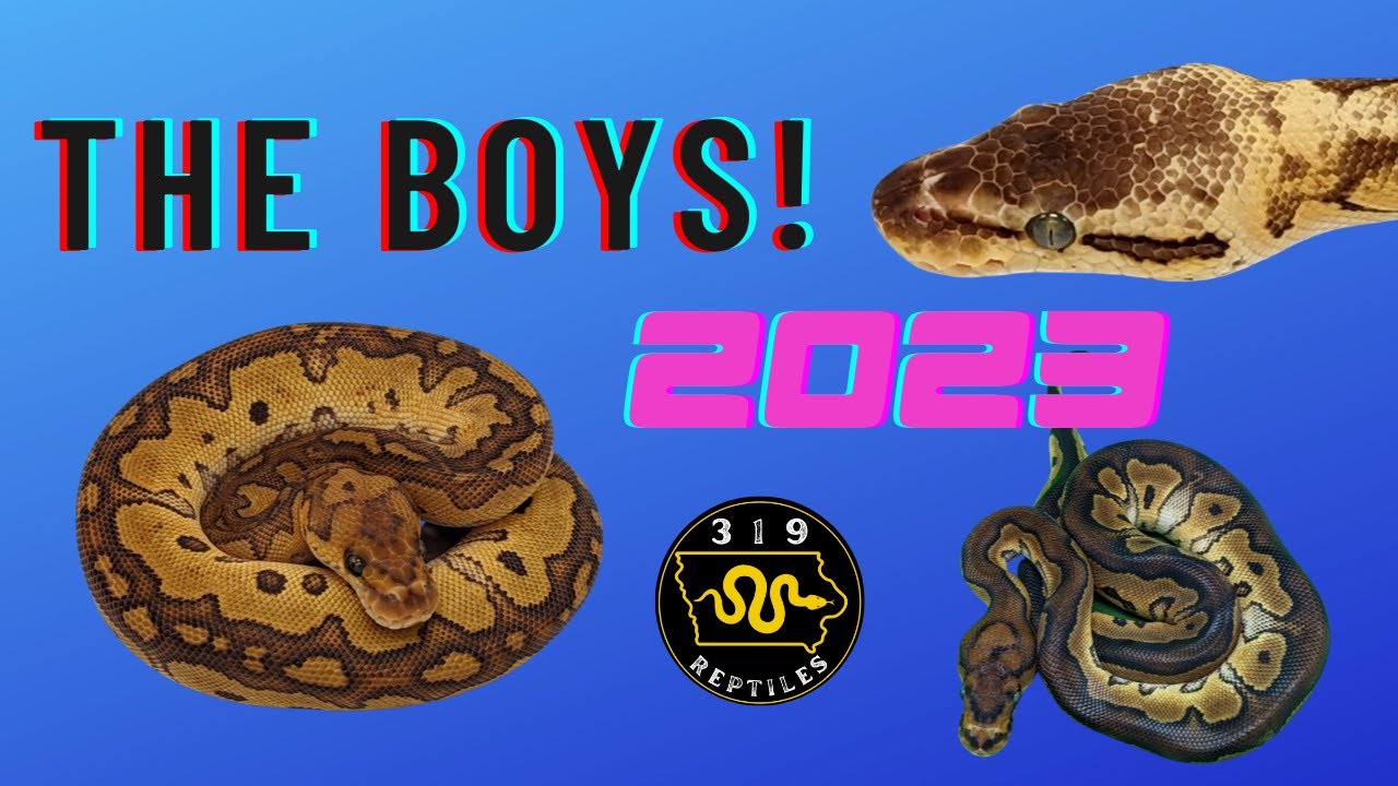 2023: Boys Night Out! 🐍♂️ All Our Male Ball Pythons! - YouTube