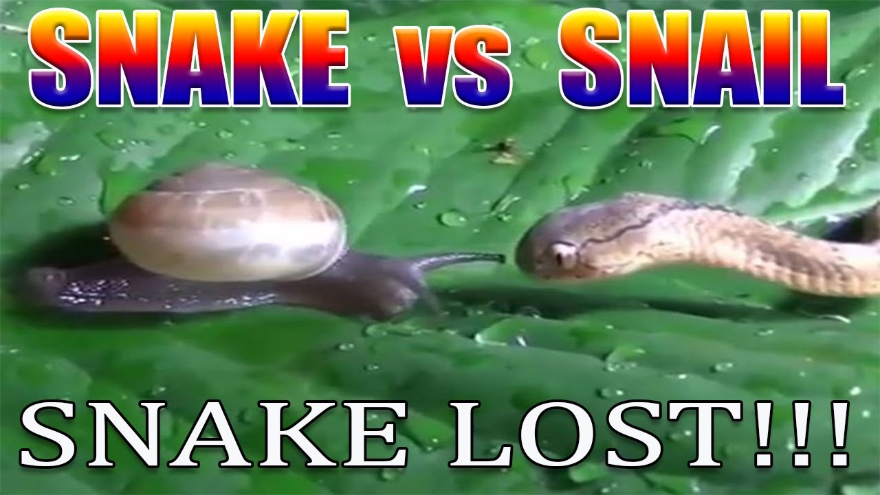 SNAKE VS SNAIL - Snake Lost In Their Fight - YouTube