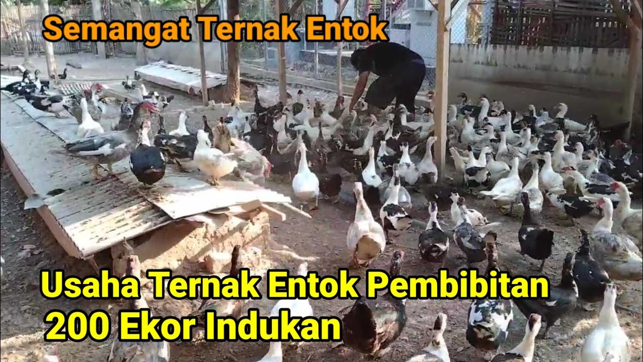 Sukses Mendapat Penghasilan Dari Usaha Ternak Entok Sistem Pembibitan ...