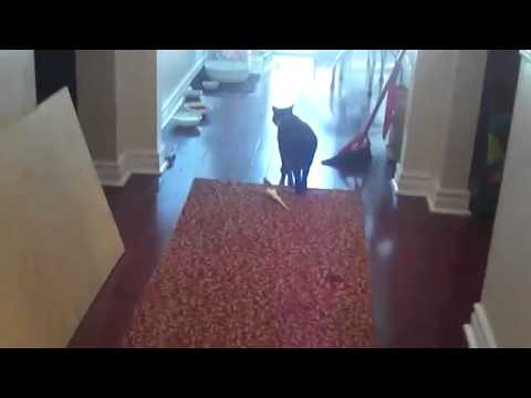 Bird chasing cat around! (HILARIOUS AND CUTE!) - YouTube