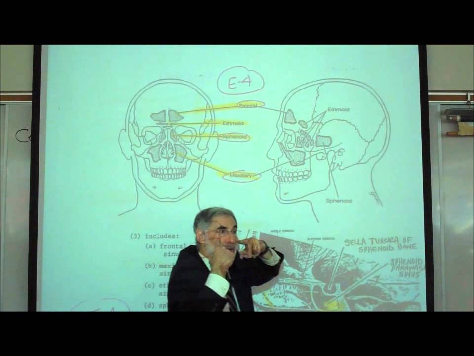 THE HUMAN SKULL; PART 1 by Professor Fink - YouTube