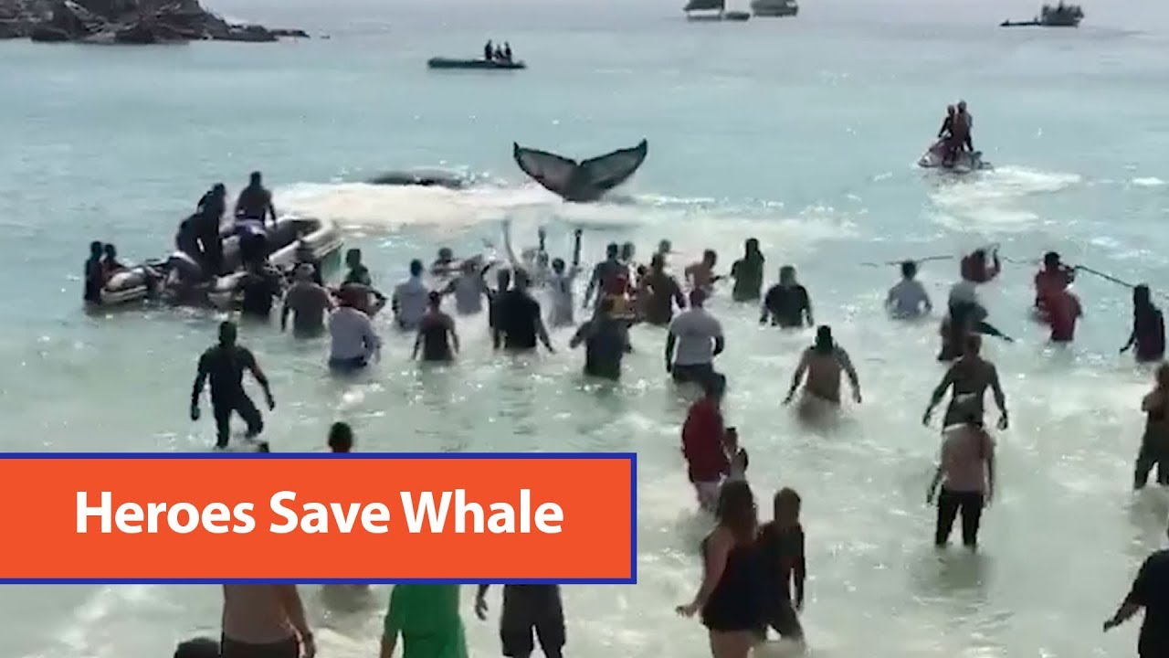 Beachgoers Rescue Beached Whale - YouTube
