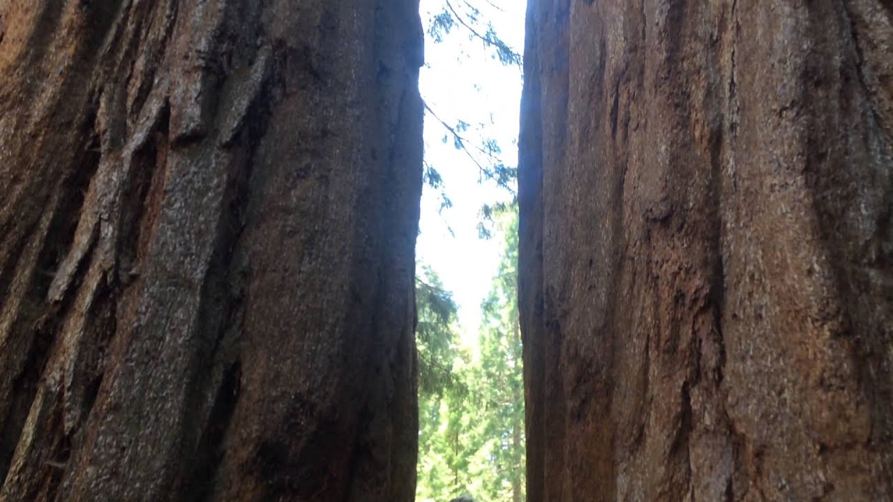 The Lost Grove Sequoia National Forest - YouTube