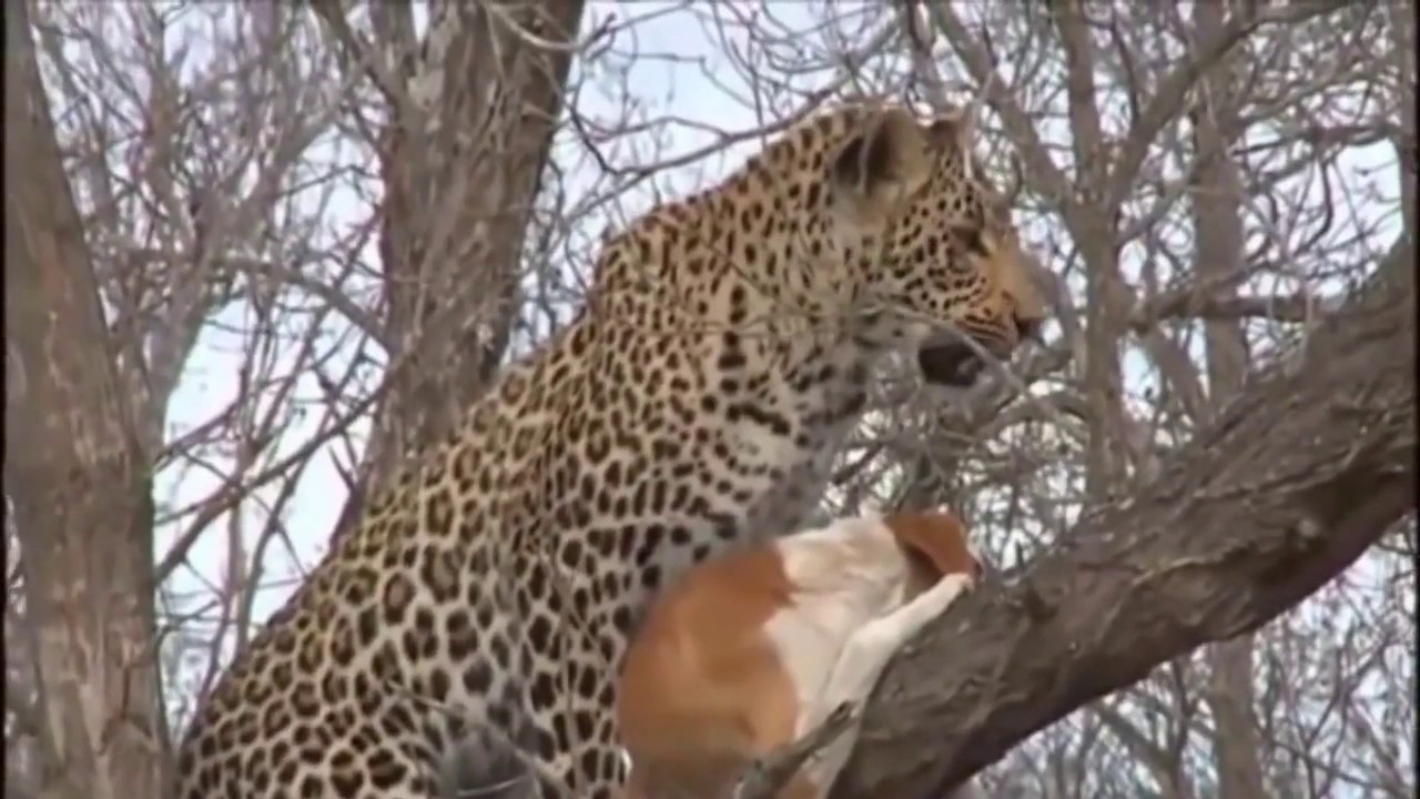 Felinos Cazando Perros Felinos vs Perros Epic Battle - YouTube
