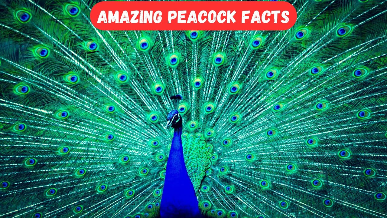 Amazing Peacock Facts For Kids | Fun & Educational Wildlife Video # ...