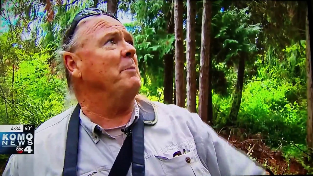 91 Trees to be Removed From Lincoln Park KOMO - YouTube