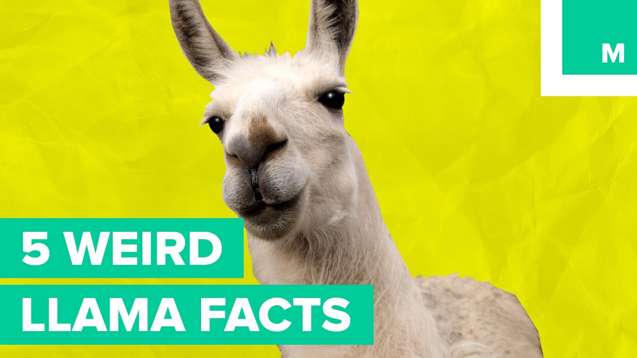 5 Wild Llama Facts - YouTube
