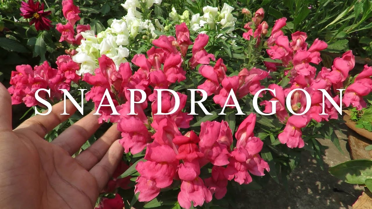 Growing Dwarf Snapdragon / Antirrhinum Plants. Dwarf Snapdragon ...