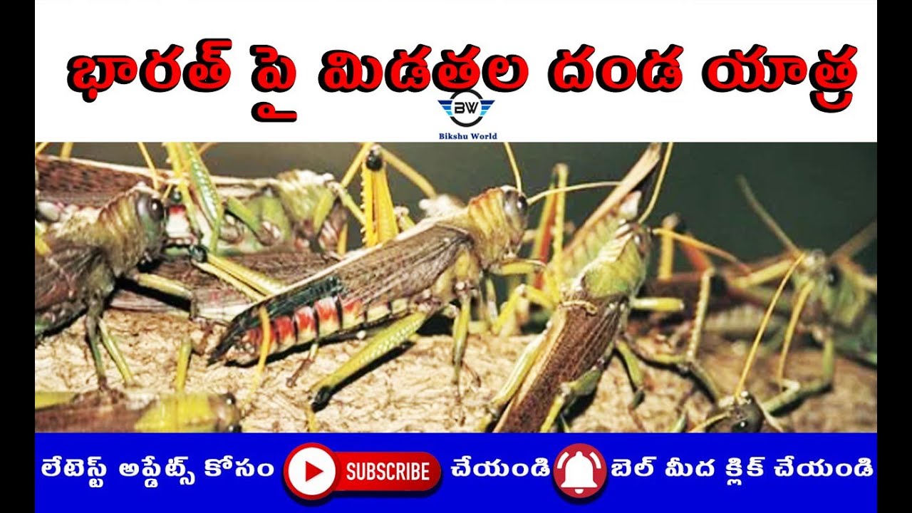 Locust Attack In India || Damage Caused By Locust Attack - YouTube