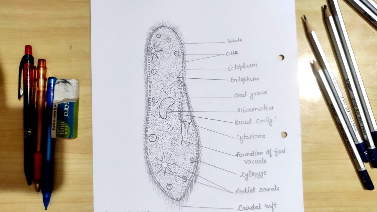How to draw Paramecium diagram !! Zoology practical || Bsc 1st year ...