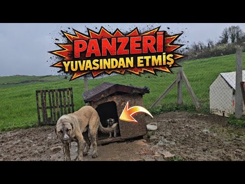 YENİ YAVRU KÖPEĞİM FIRTINA DA KAÇMIŞ PANZERİ YUVASINDAN ETMİŞ ! - ÇAMURA BULANMIŞ ! 